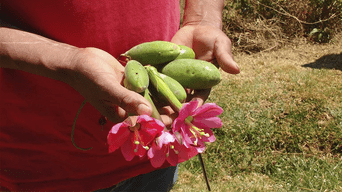 Tumbo: fruto con bondades curativas y afrodisiacas | Sociedad ...