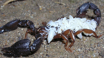 YouTube viral: graban momento en que cientos de crías de mamá alacrán ...