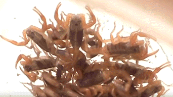 YouTube viral: graban momento en que cientos de crías de mamá alacrán ...