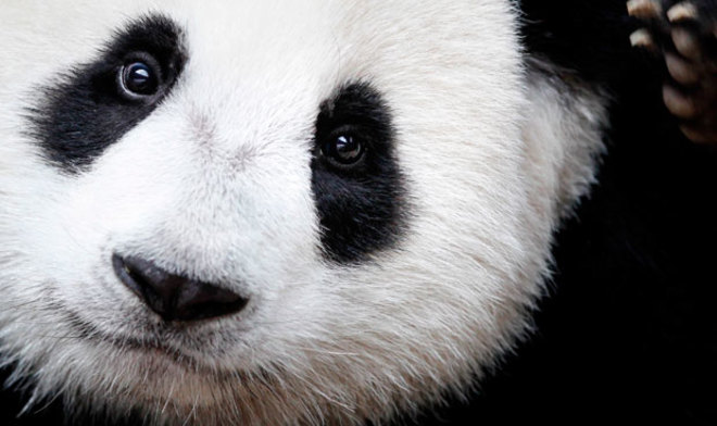 El panda gigante ya no está en peligro de extinción | LaRepublica.pe