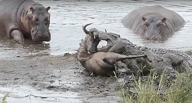 YouTube: hipopótamos y cocodrilos en impactante batalla por salvar a los antílopes atacados ...