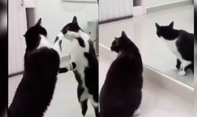 Facebook: gato viéndose al espejo tiene a todos aterrados por un ...