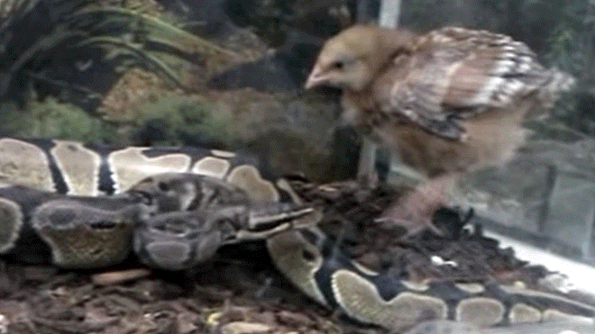 Facebook viral: indefenso pollo se enfrenta a serpiente y final ...