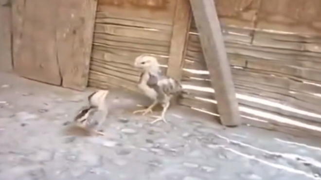 YouTube Viral: pequeño pollito tiene épica pelea con sus hermanos ...