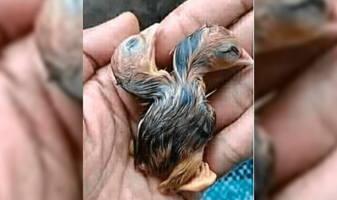 Facebook: mira como luce el pollo con dos cabezas que ha sorprendido a ...