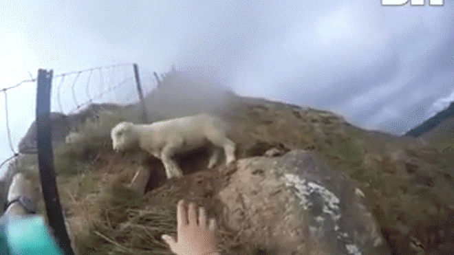 YouTube viral: intenta rescatar a oveja atrapada en cima de montaña y ...
