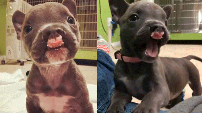 YouTube video viral: cachorro con paladar hendido fue abandonado y hoy ...
