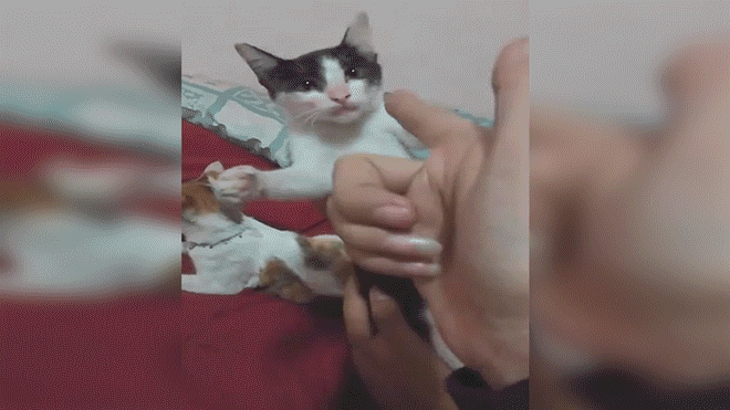 Facebook viral: gato simula estar muerto cuando su dueña le dispara con ...