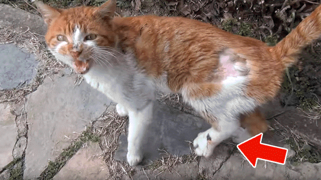 YouTube viral: gato callejero herido ruega a hombre que lo ayude a ...