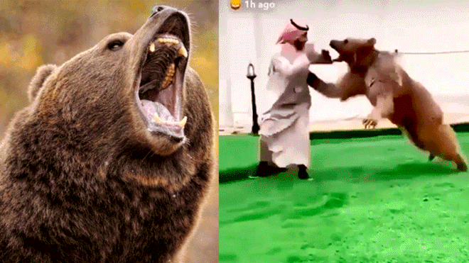 Facebook: feroz oso se lanza sobre un príncipe árabe y deja asombrado a ...