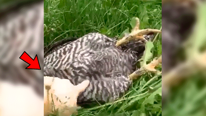 Facebook viral: casi se desmaya al ver 'muerta' a su gallina hasta que ...