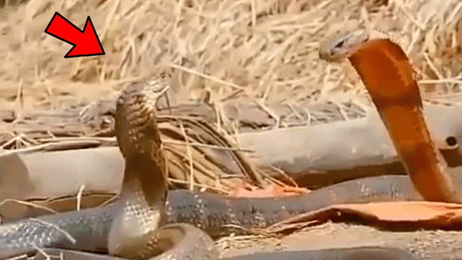 Facebook viral: peligrosas serpientes inician lucha y sucede algo ...