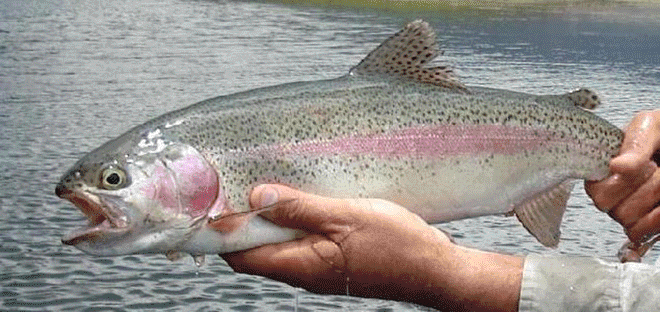 Huánuco: Establecen veda de trucha arco iris | Economia | LaRepublica.pe
